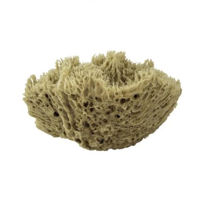 The Natural Wool Sea Sponge 11"-12" - Acme Sponge Company