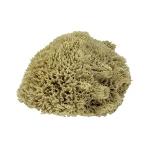 The Natural Wool Sea Sponge 11"-12" - Acme Sponge Company