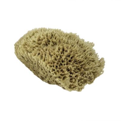 The Natural Wool Sea Sponge 11"-12" - Acme Sponge Company