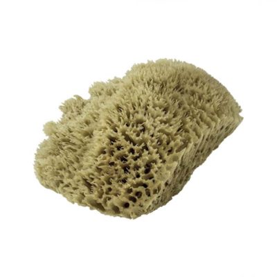 The Natural Wool Sea Sponge 11"-12" - Acme Sponge Company
