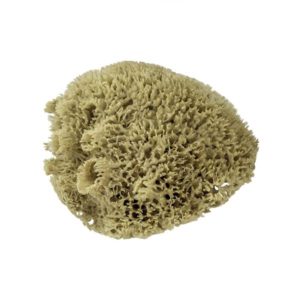 The Natural Wool Sea Sponge 11"-12" - Acme Sponge Company