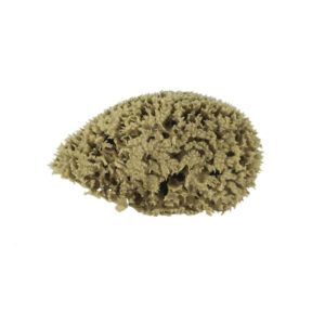 The Natural Wool Sea Sponge 5"-6" - Acme Sponge Company