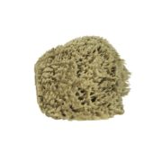 The Natural Wool Sea Sponge 5"-6" - Acme Sponge Company