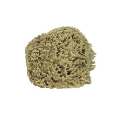 The Natural Wool Sea Sponge 5"-6" - Acme Sponge Company
