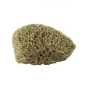 The Natural Wool Sea Sponge 5"-6" - Acme Sponge Company