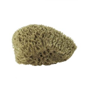 The Natural Wool Sea Sponge 5"-6" - Acme Sponge Company