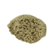 The Natural Wool Sea Sponge 5"-6" - Acme Sponge Company