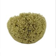 The Natural Yellow Sea Sponge 6"-7" - Acme Sponge Company